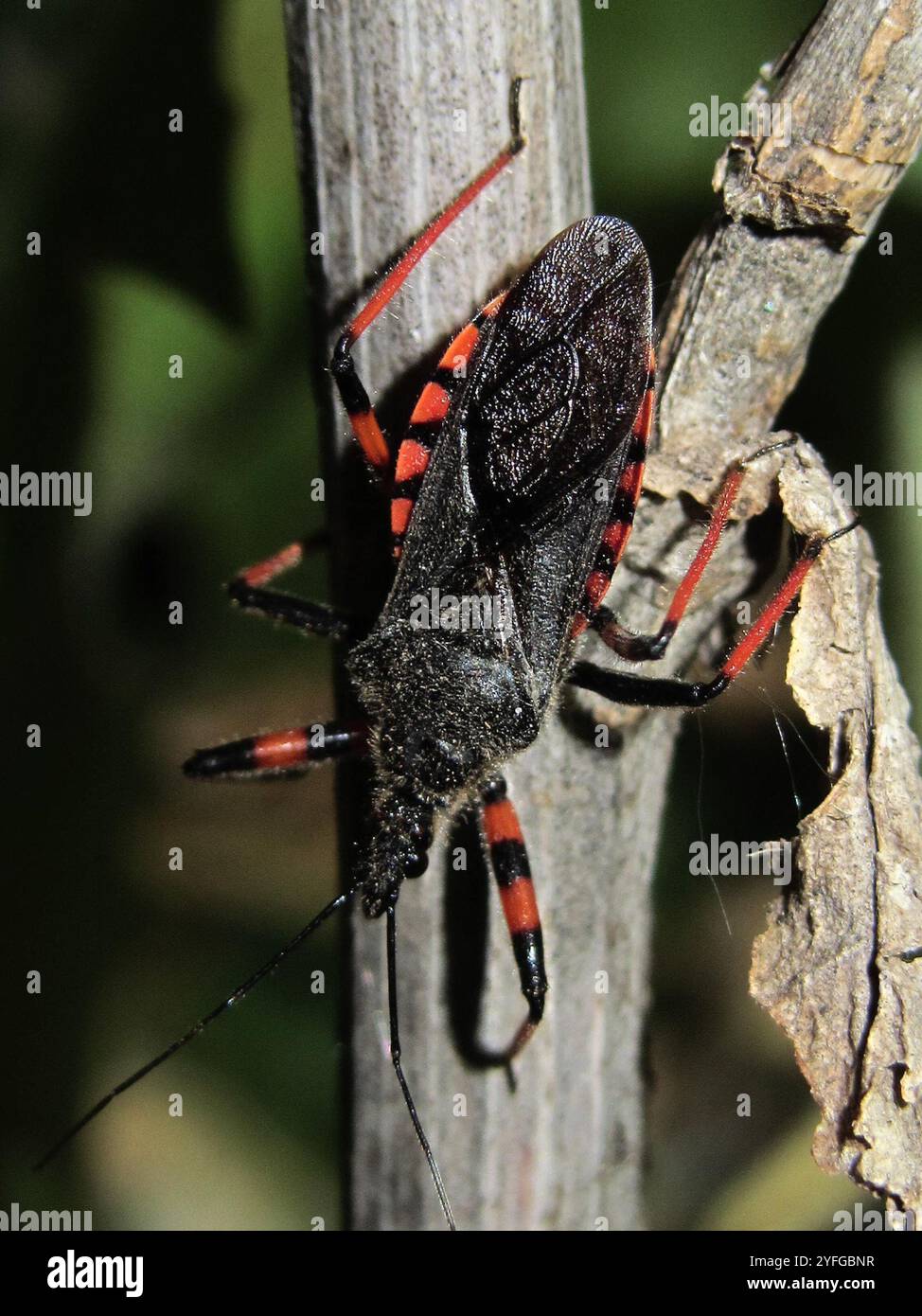 Rhynocoris annulatus hi-res stock photography and images - Alamy