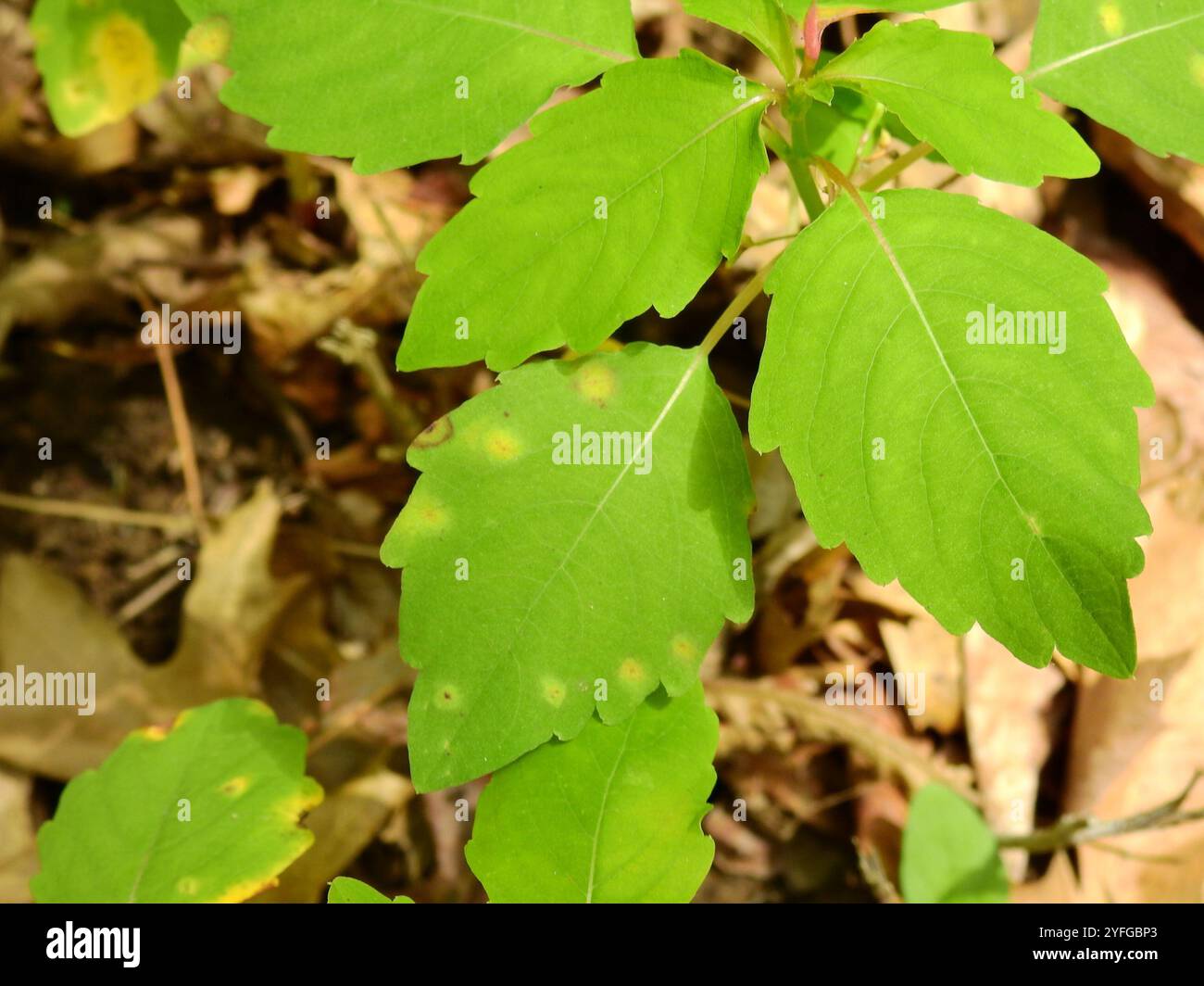 orange wheat rust (Puccinia recondita Stock Photo - Alamy