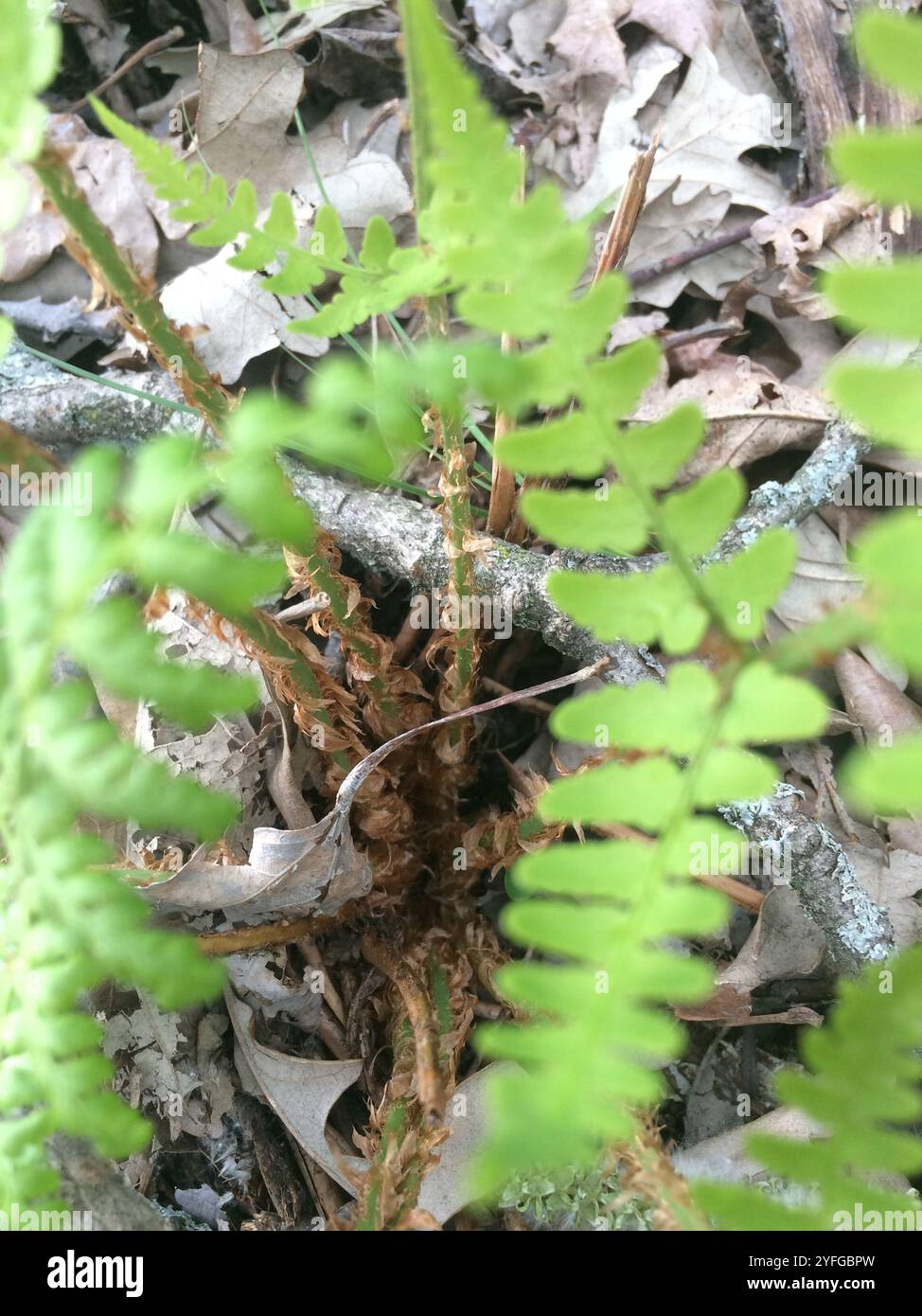 marginal wood fern (Dryopteris marginalis Stock Photo - Alamy