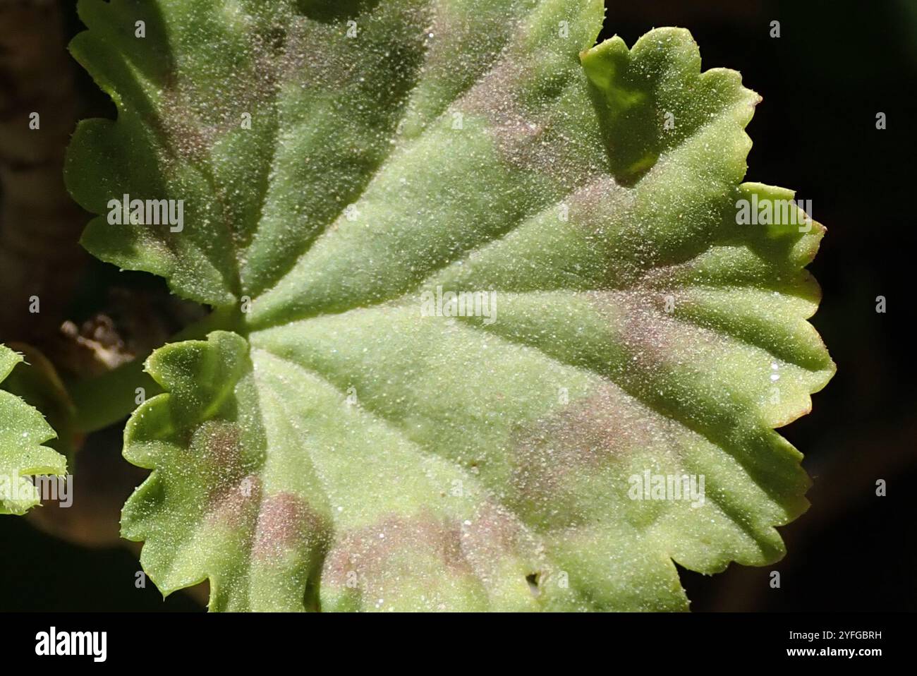 horseshoe geranium (Pelargonium zonale Stock Photo - Alamy