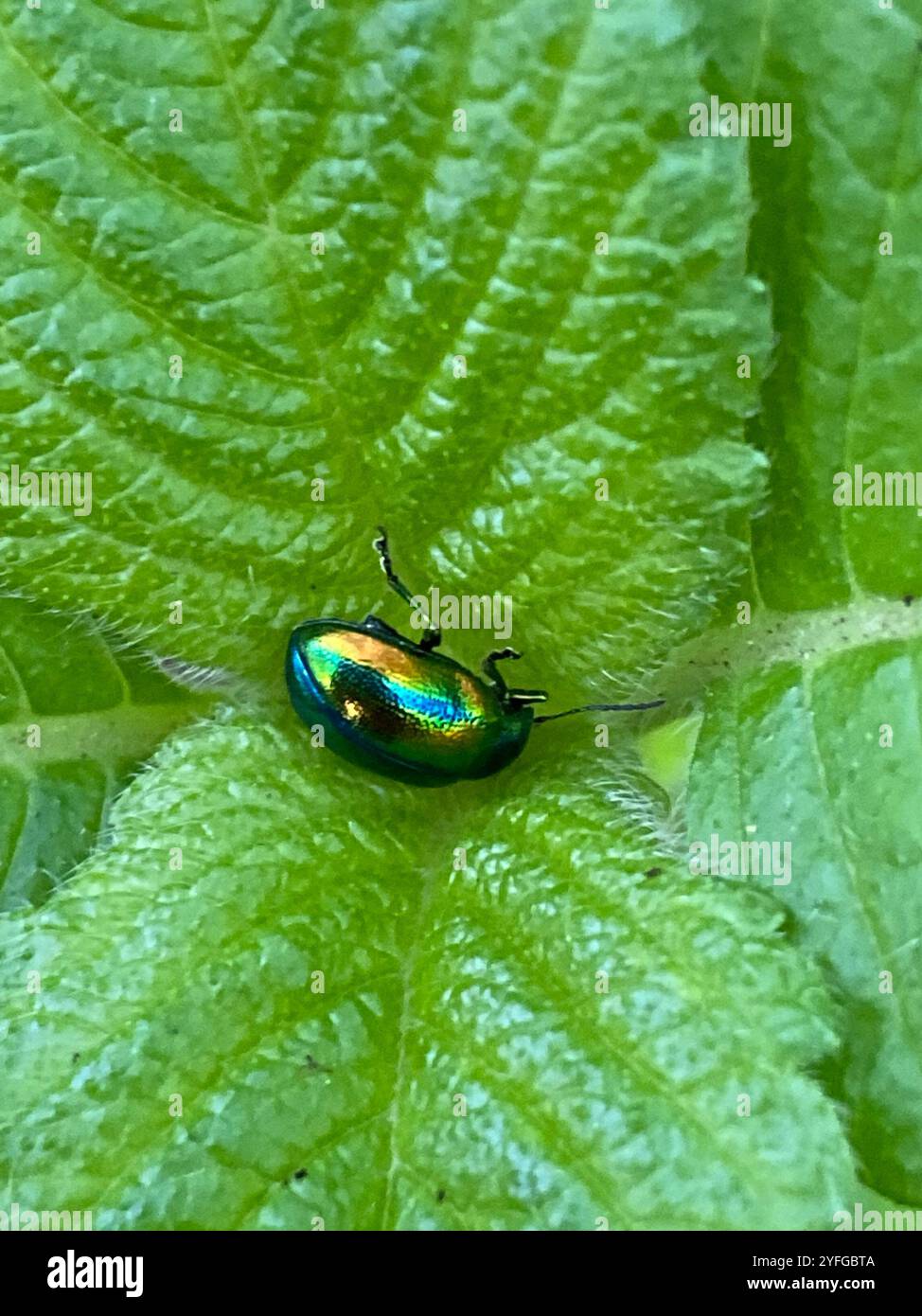 Dead-nettle Leaf Beetle (Fasta fastuosa Stock Photo - Alamy