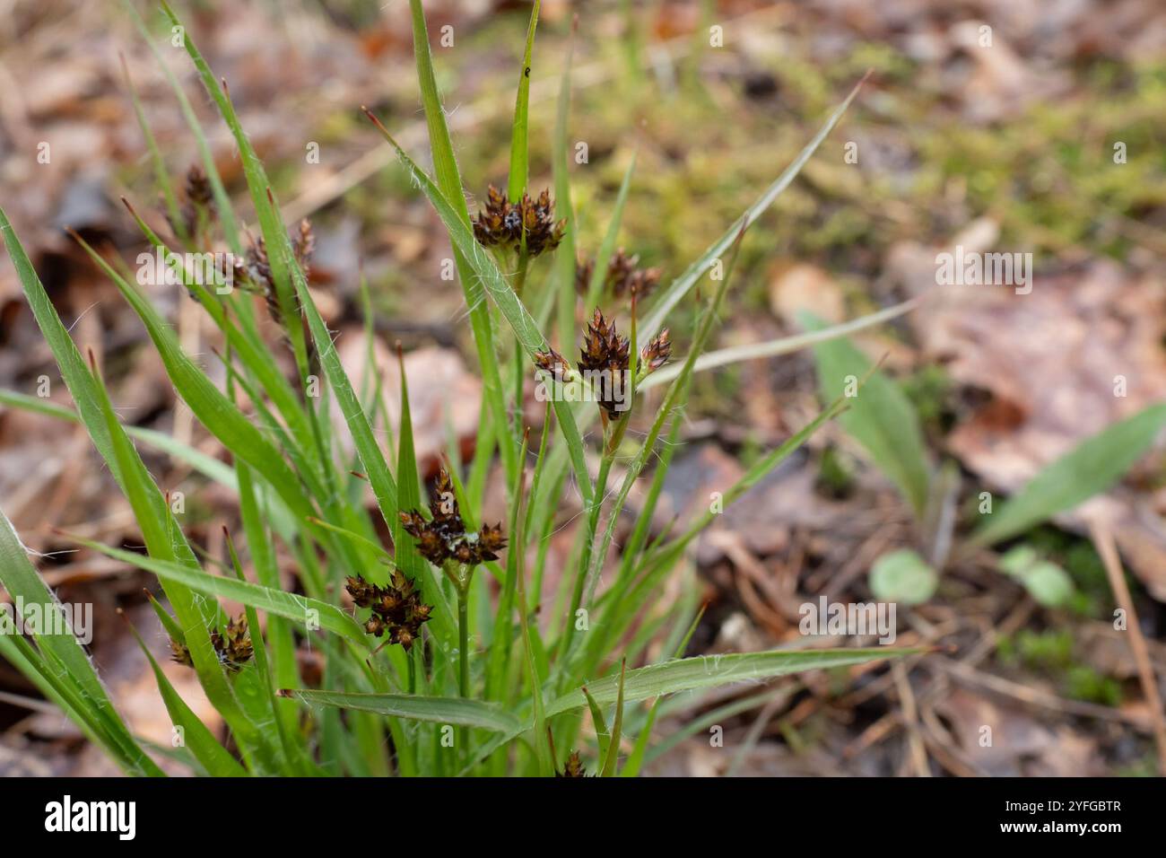 Field woodrush (Luzula campestris Stock Photo - Alamy