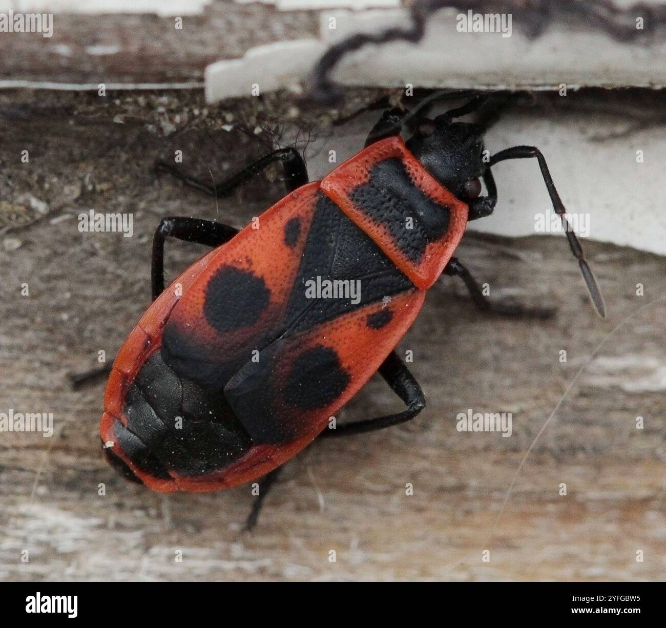 European Firebug (Pyrrhocoris apterus Stock Photo - Alamy