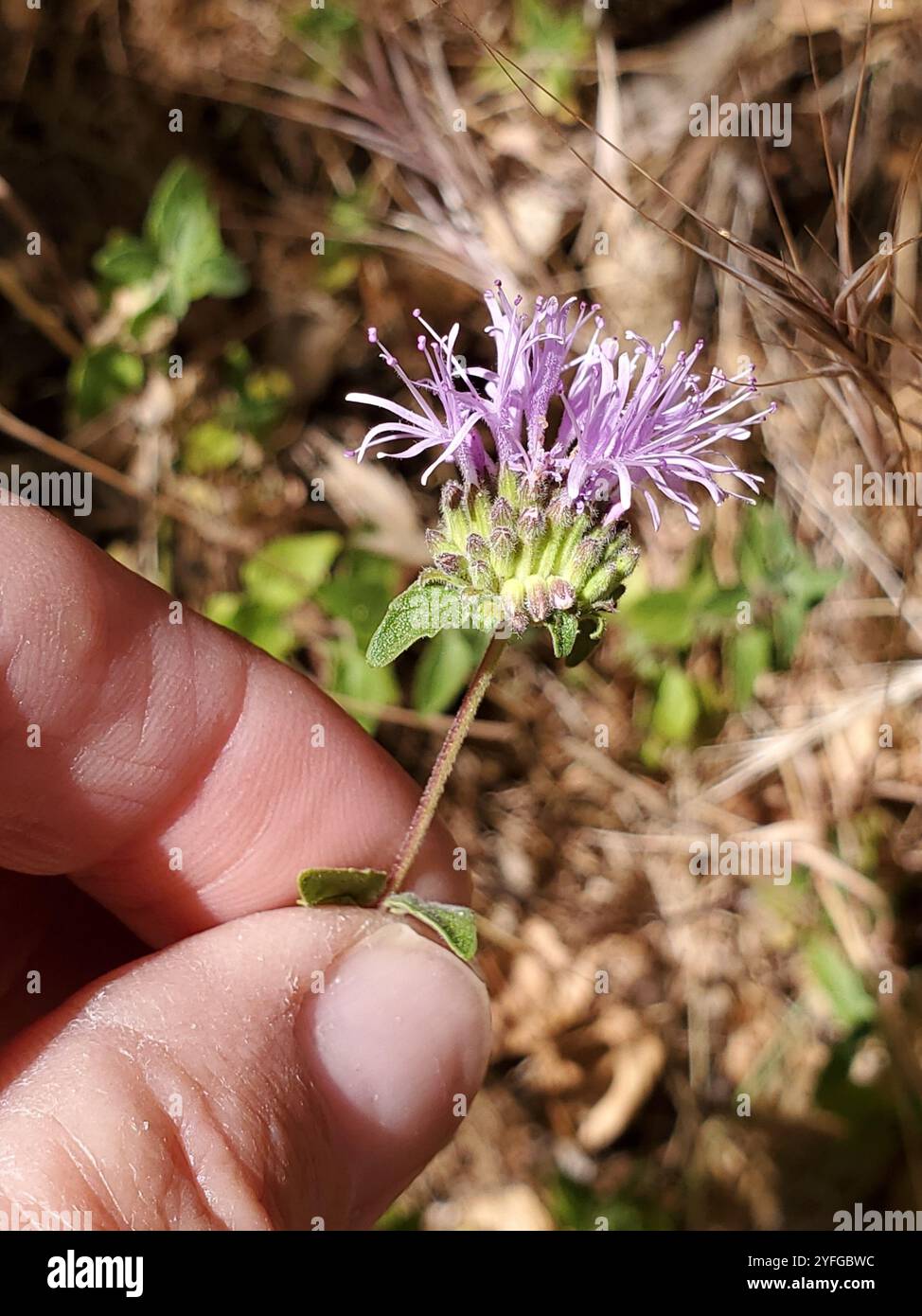 Coyote Mint (Monardella villosa Stock Photo - Alamy