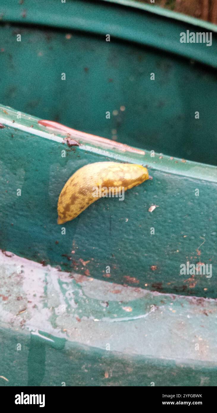 Green Cellar Slug (Limacus maculatus Stock Photo - Alamy