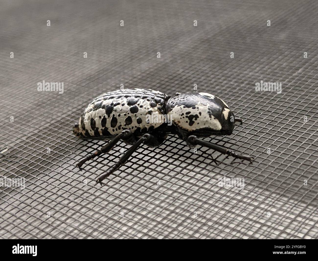 Zopherus nodulosus hi-res stock photography and images - Alamy