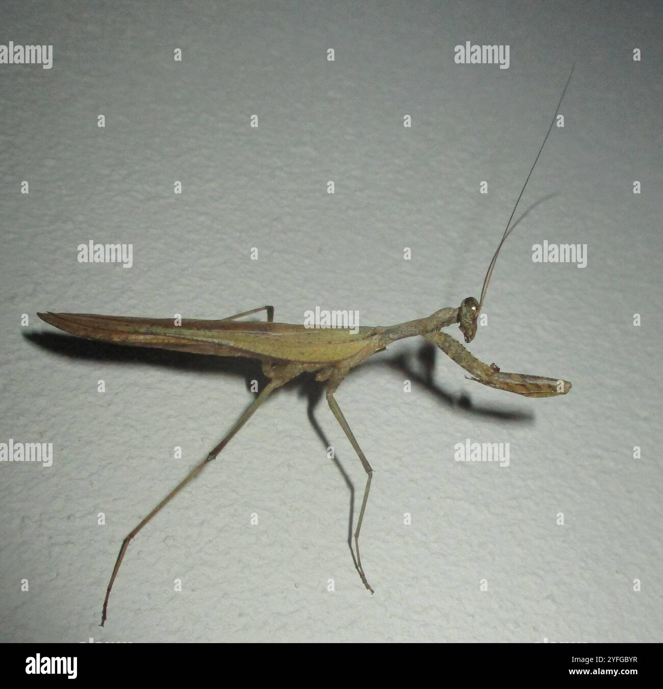 Brown Leaf Mantid (Dystacta alticeps Stock Photo - Alamy