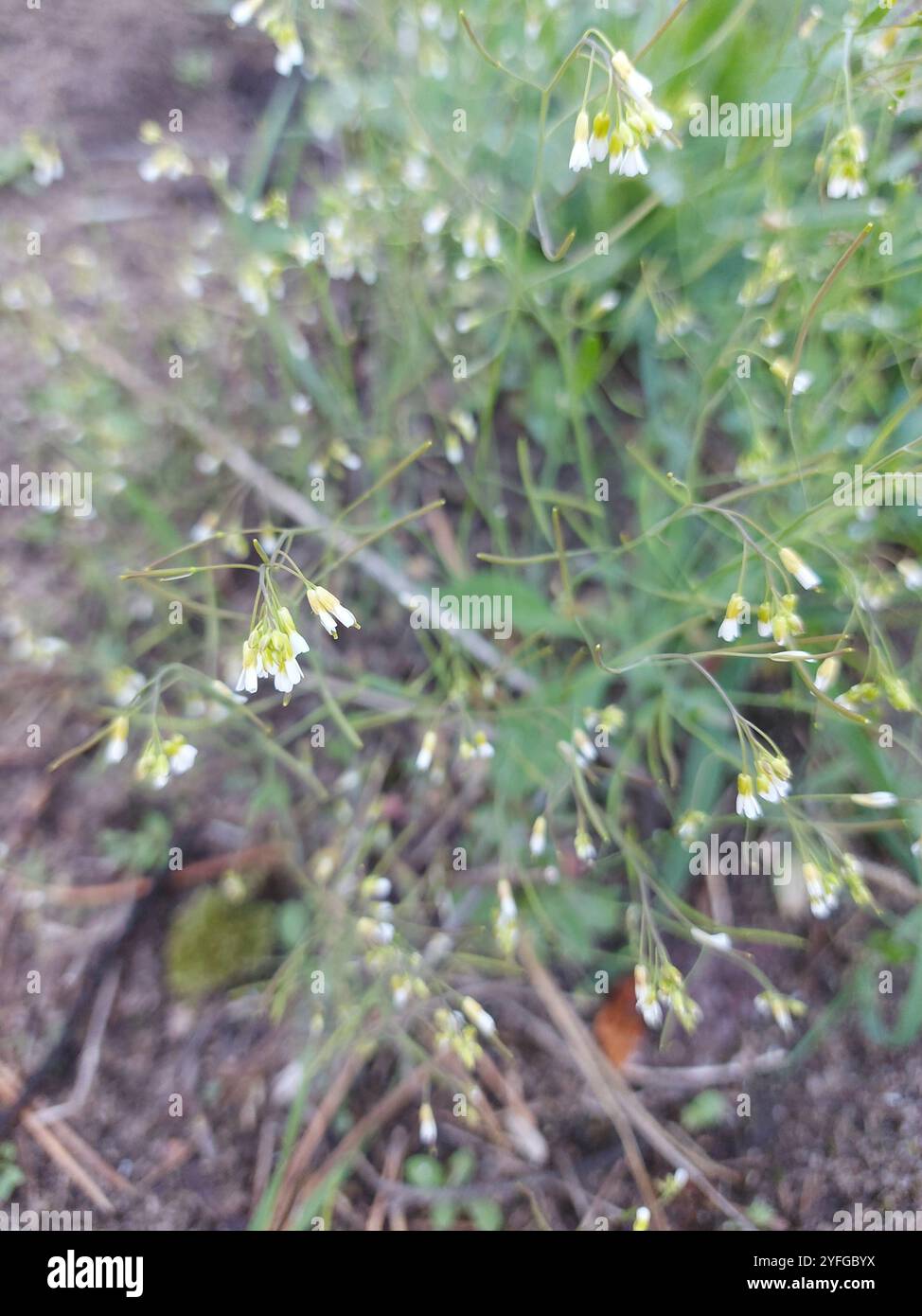 mouse-ear cress (Arabidopsis thaliana Stock Photo - Alamy