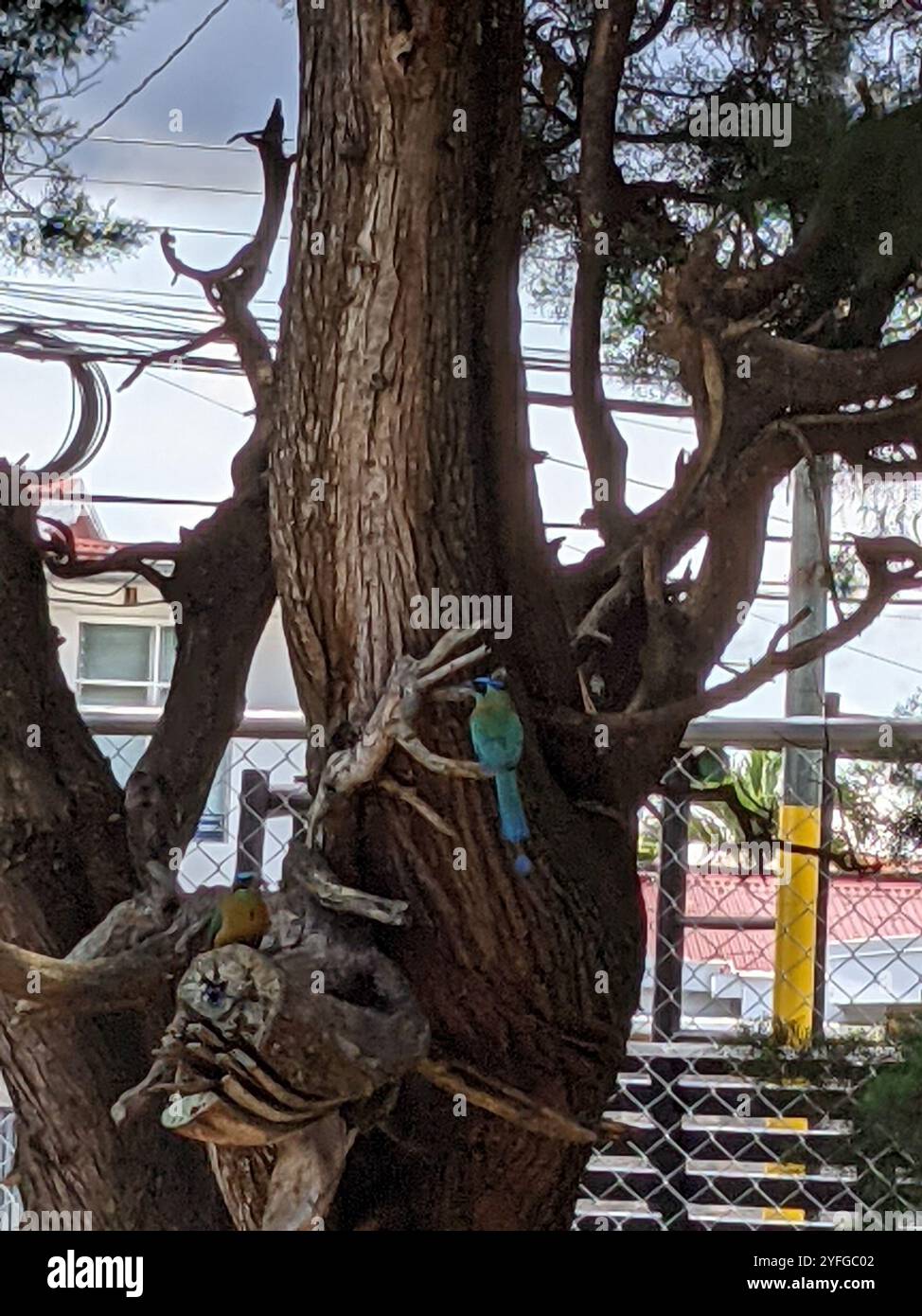 Lesson's Motmot (Momotus lessonii Stock Photo - Alamy