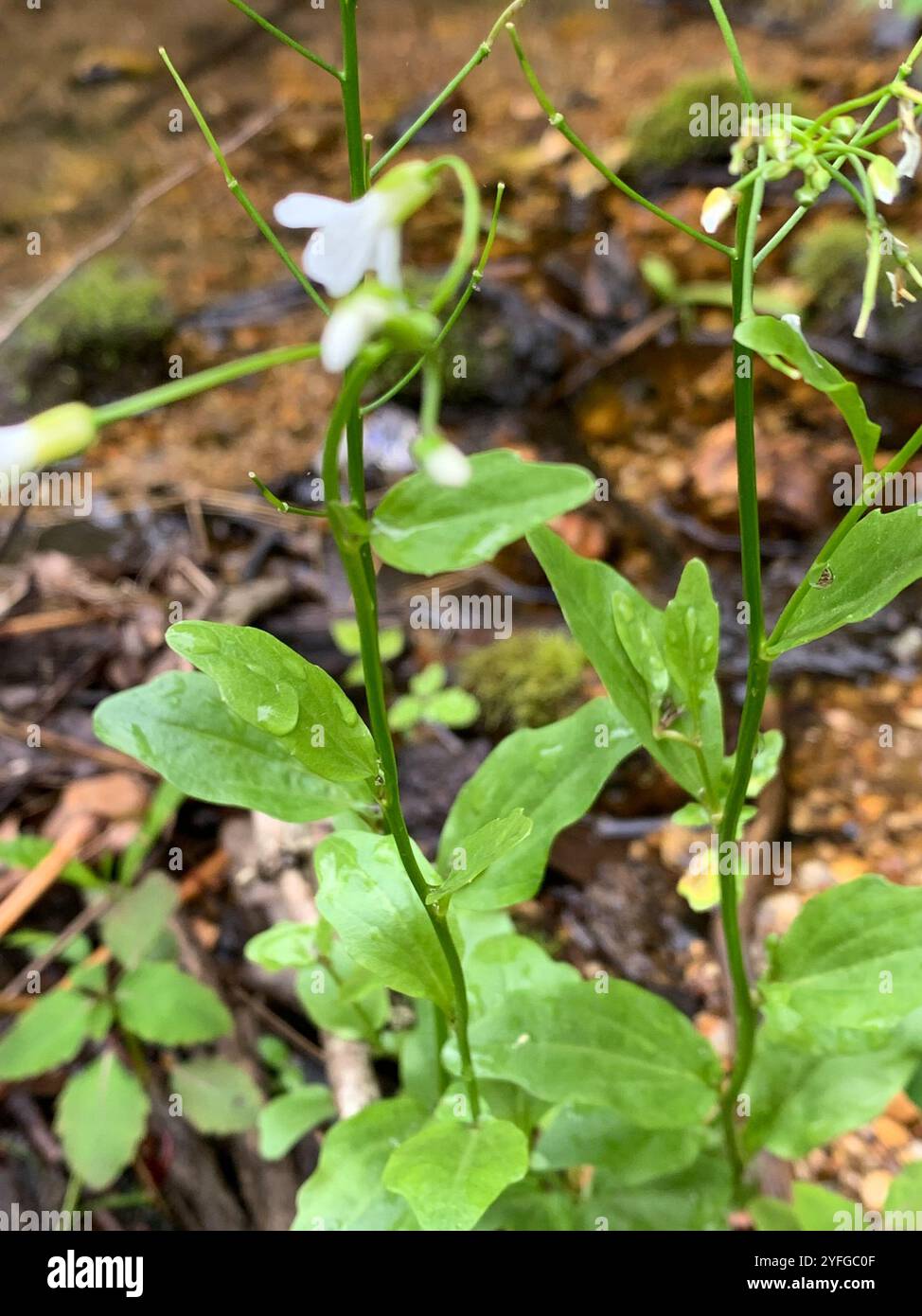 bulbous cress (Cardamine bulbosa Stock Photo - Alamy