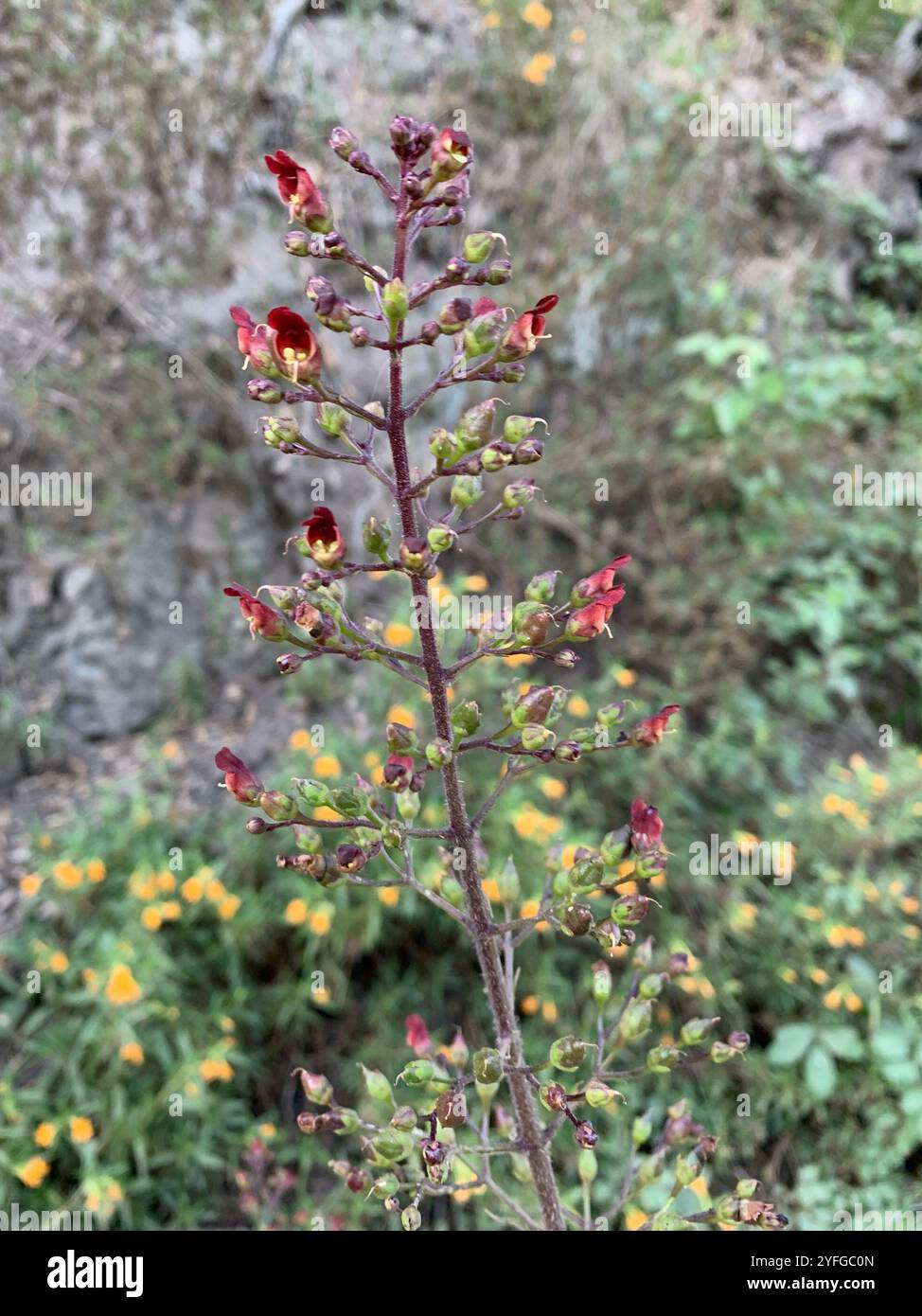 California beeplant (Scrophularia californica Stock Photo - Alamy