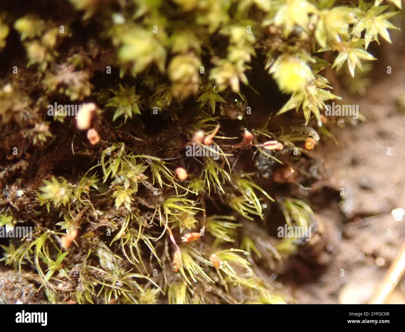 Silky Forklet-moss (Dicranella heteromalla Stock Photo - Alamy