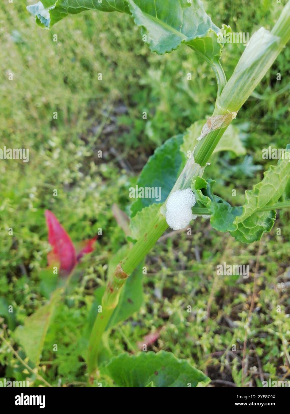 True Spittlebugs (Aphrophoridae Stock Photo - Alamy