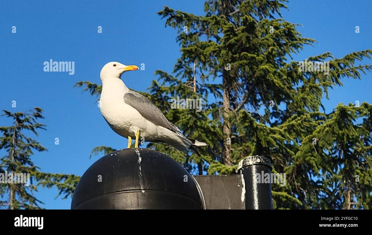 California Gull (Larus californicus Stock Photo - Alamy