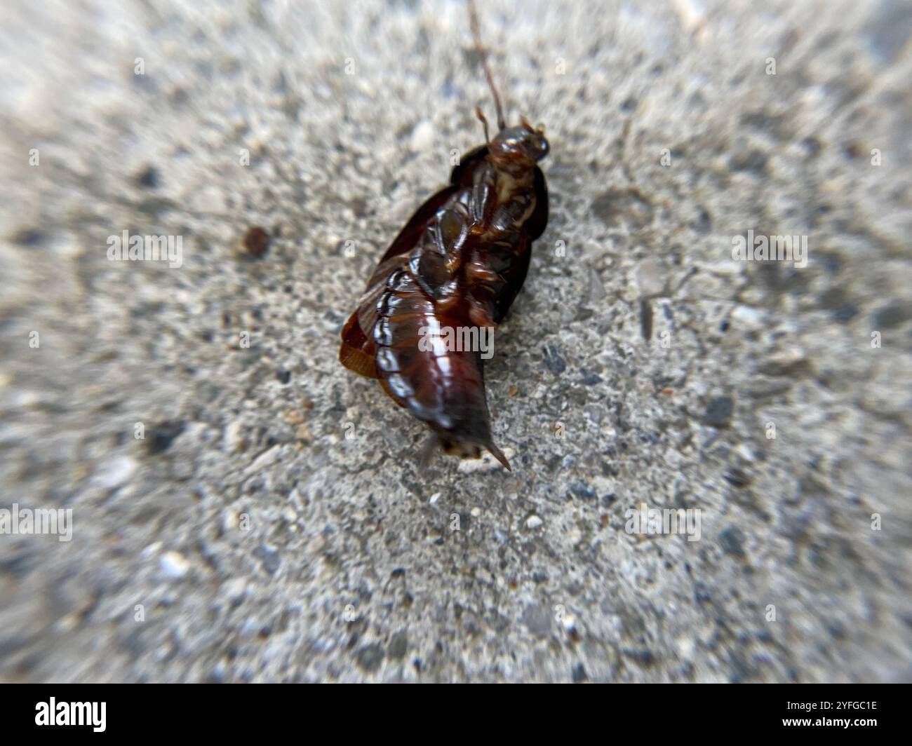 Oriental Cockroach (Blatta orientalis Stock Photo - Alamy