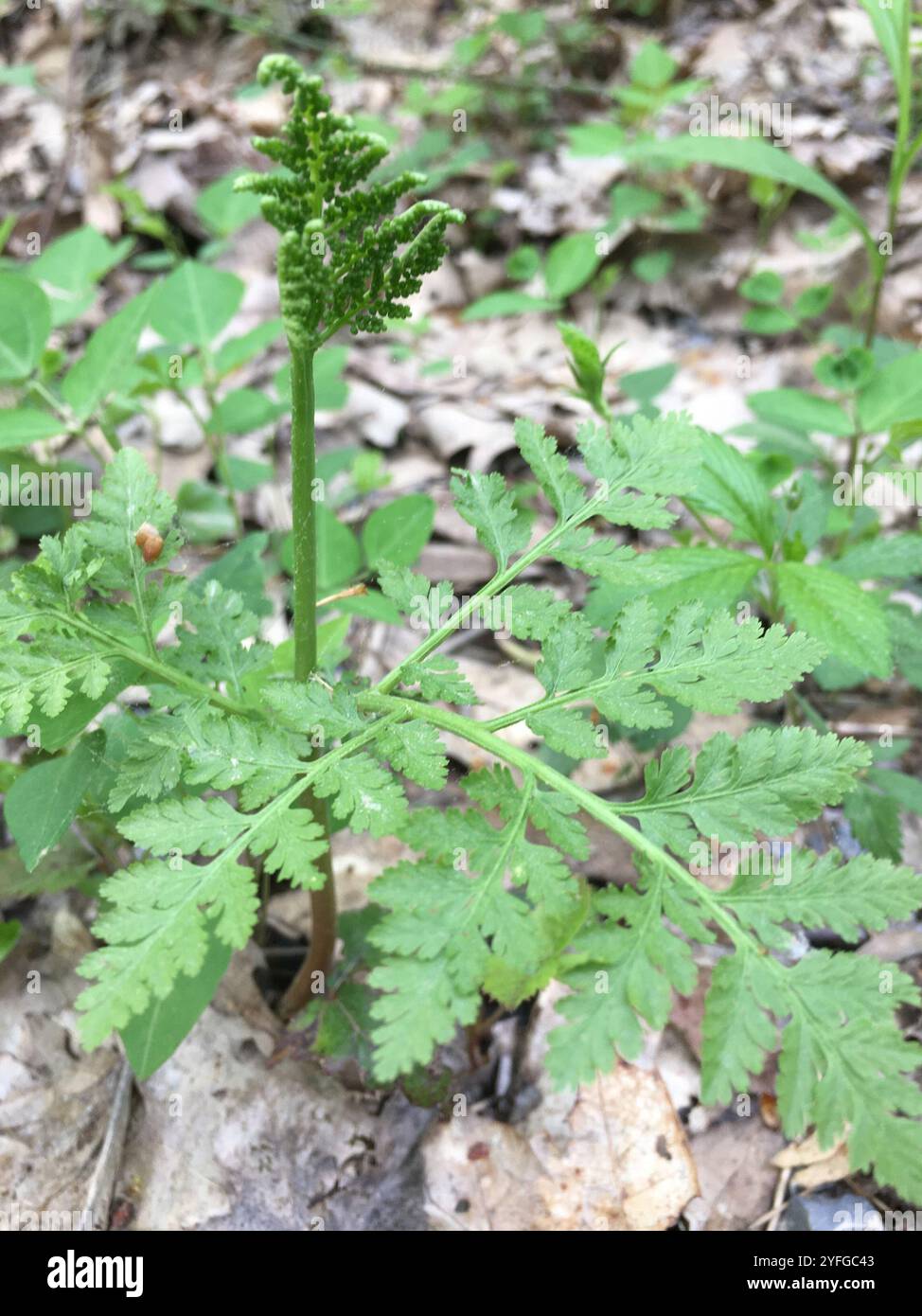 rattlesnake fern (Botrypus virginianus Stock Photo - Alamy