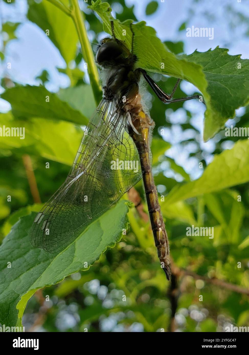 Cynosura hi-res stock photography and images - Alamy