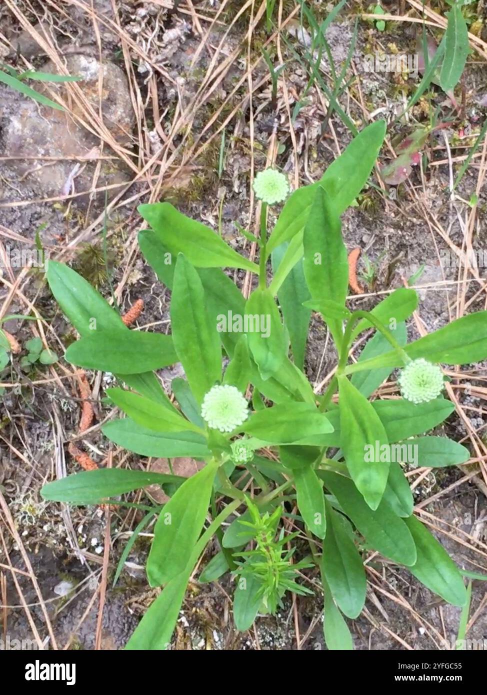 (Marshallia obovata obovata Stock Photo - Alamy