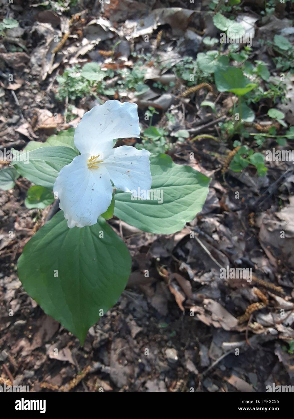 large white trillium (Trillium grandiflorum Stock Photo - Alamy