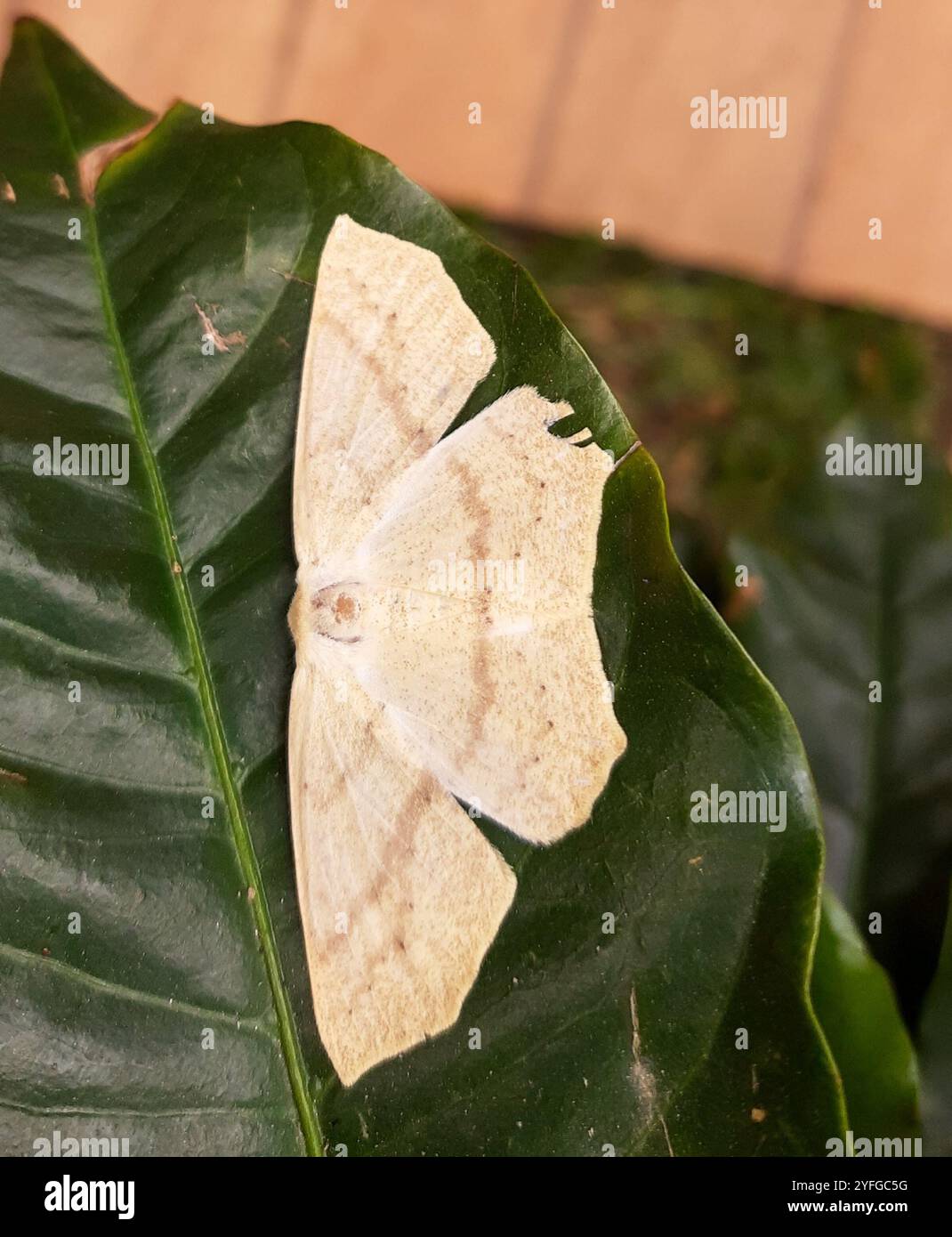 Geometer Moths (Geometridae Stock Photo - Alamy