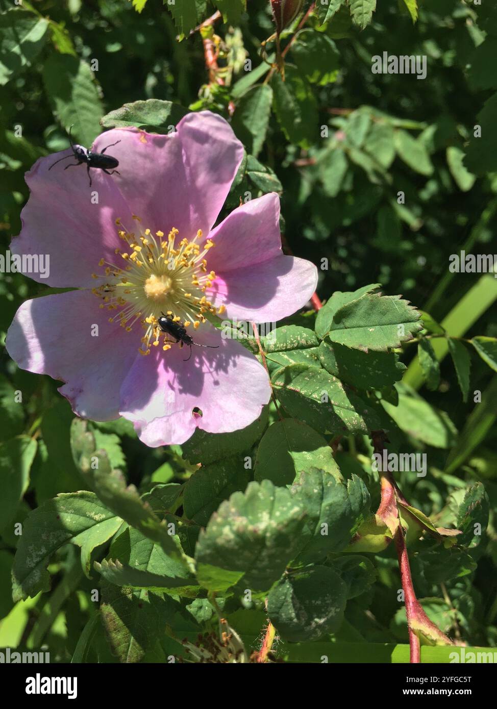 Nootka rose (Rosa nutkana Stock Photo - Alamy