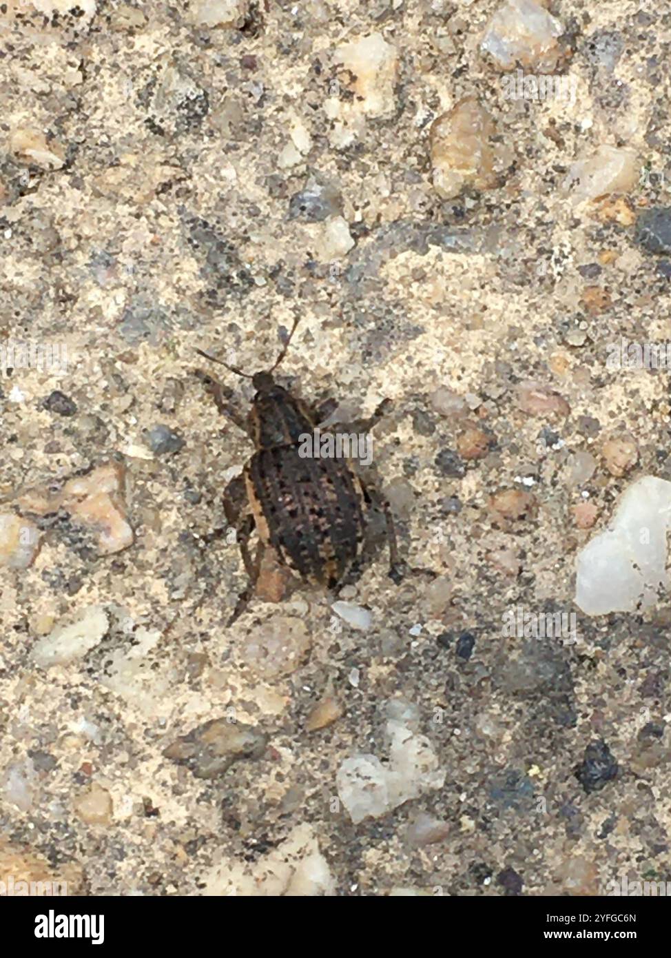 Clover Leaf Weevil (Brachypera zoilus Stock Photo - Alamy