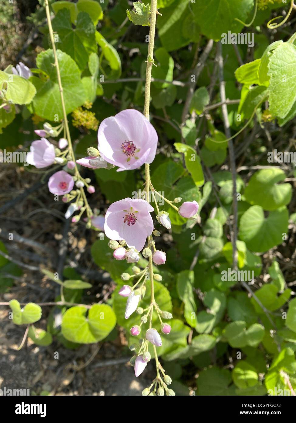 southern coastal bushmallow (Malacothamnus fasciculatus Stock Photo - Alamy