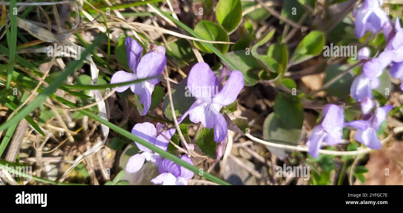 Viola rupestris hi-res stock photography and images - Alamy