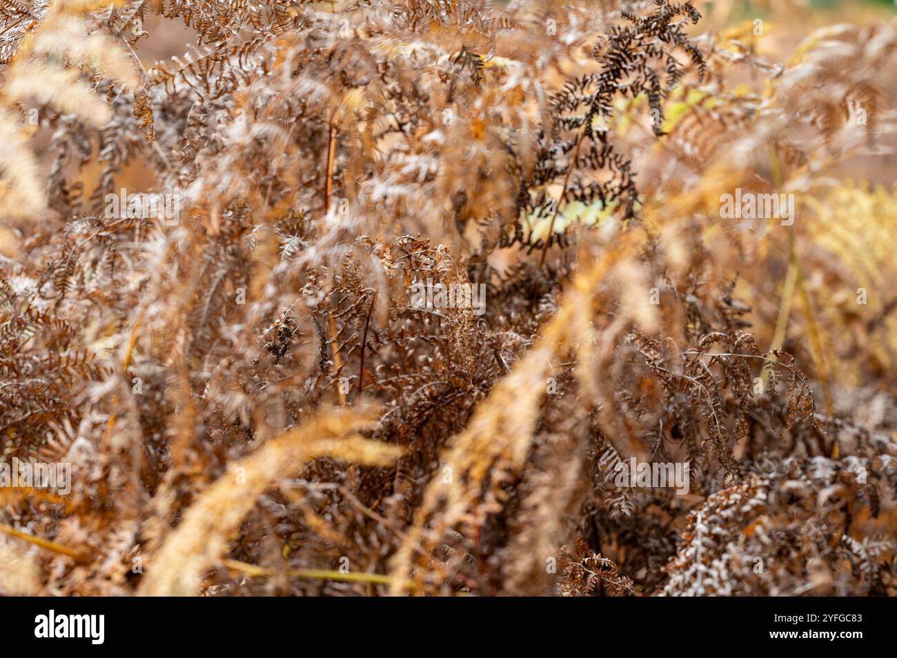 Autumn bracken in the New Forest, Hampshire, England with diffuse focus ...