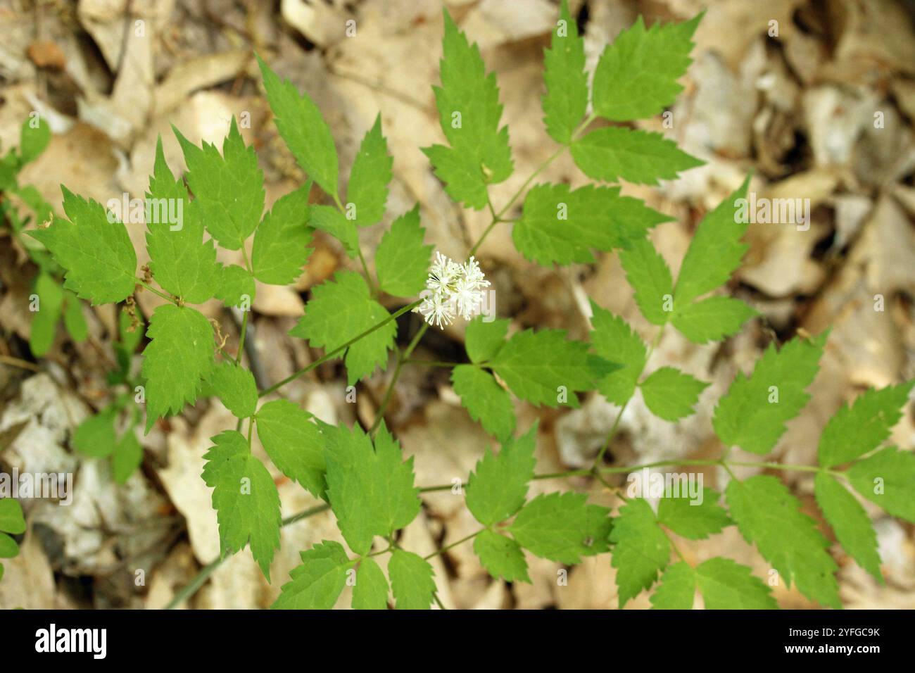 white baneberry (Actaea pachypoda Stock Photo - Alamy