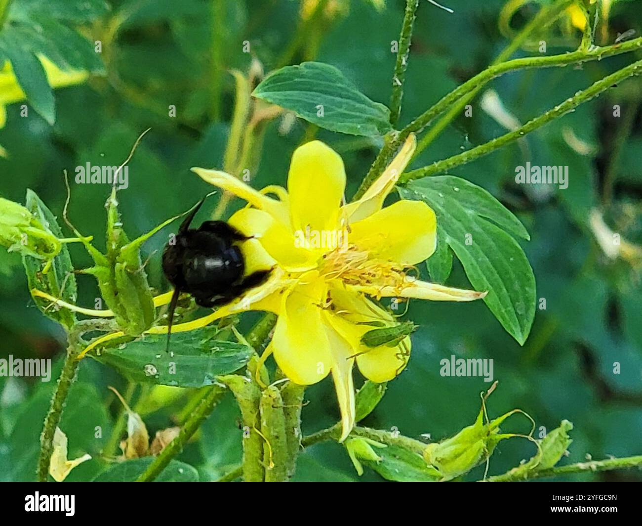 Large Carpenter Bees (Xylocopa Stock Photo - Alamy