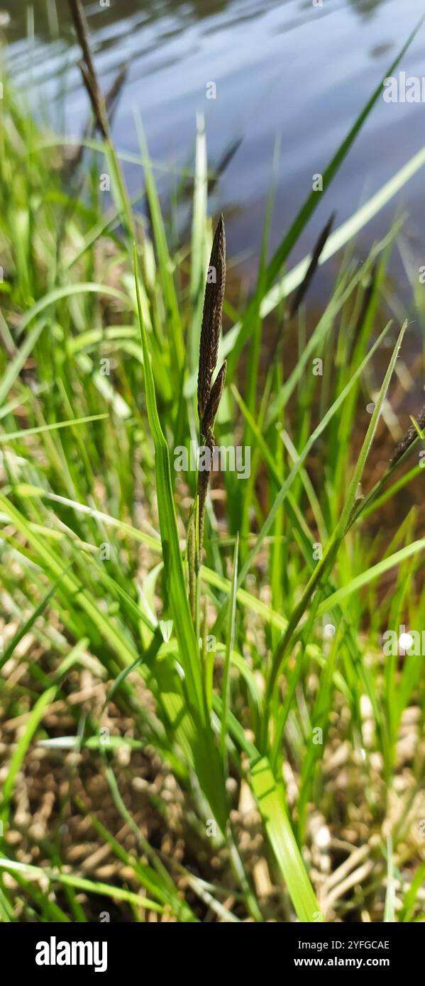 slender tufted-sedge (Carex acuta Stock Photo - Alamy