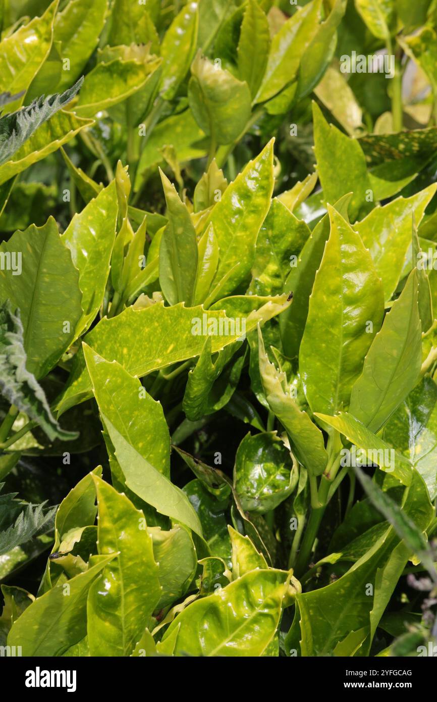 Japanese aucuba (Aucuba japonica Stock Photo - Alamy