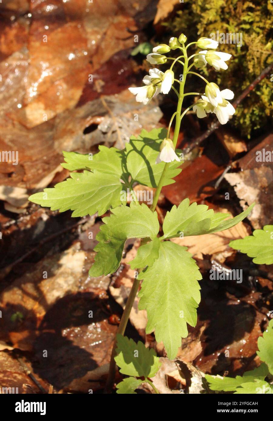 Two-leaved Toothwort (Cardamine diphylla Stock Photo - Alamy