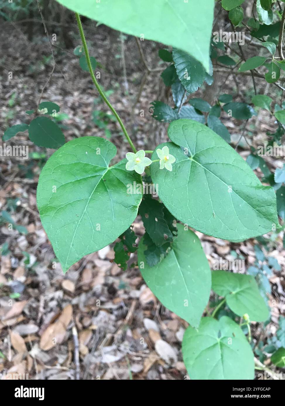 Pearl Milkweed (Matelea reticulata Stock Photo - Alamy