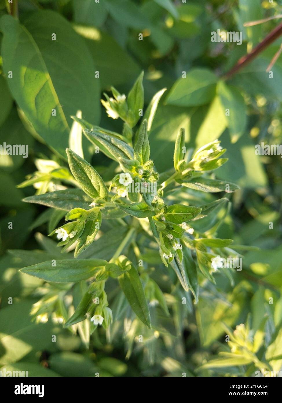 Common gromwell hi-res stock photography and images - Alamy