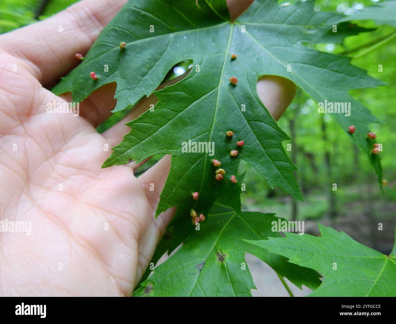 Maple Bladdergall Mite (Vasates quadripedes Stock Photo - Alamy