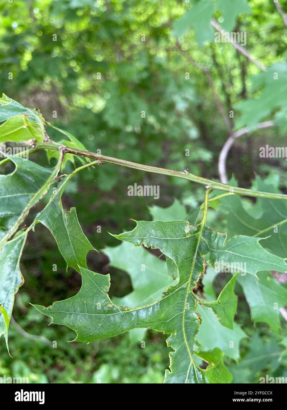 Shumard oak (Quercus shumardii Stock Photo - Alamy