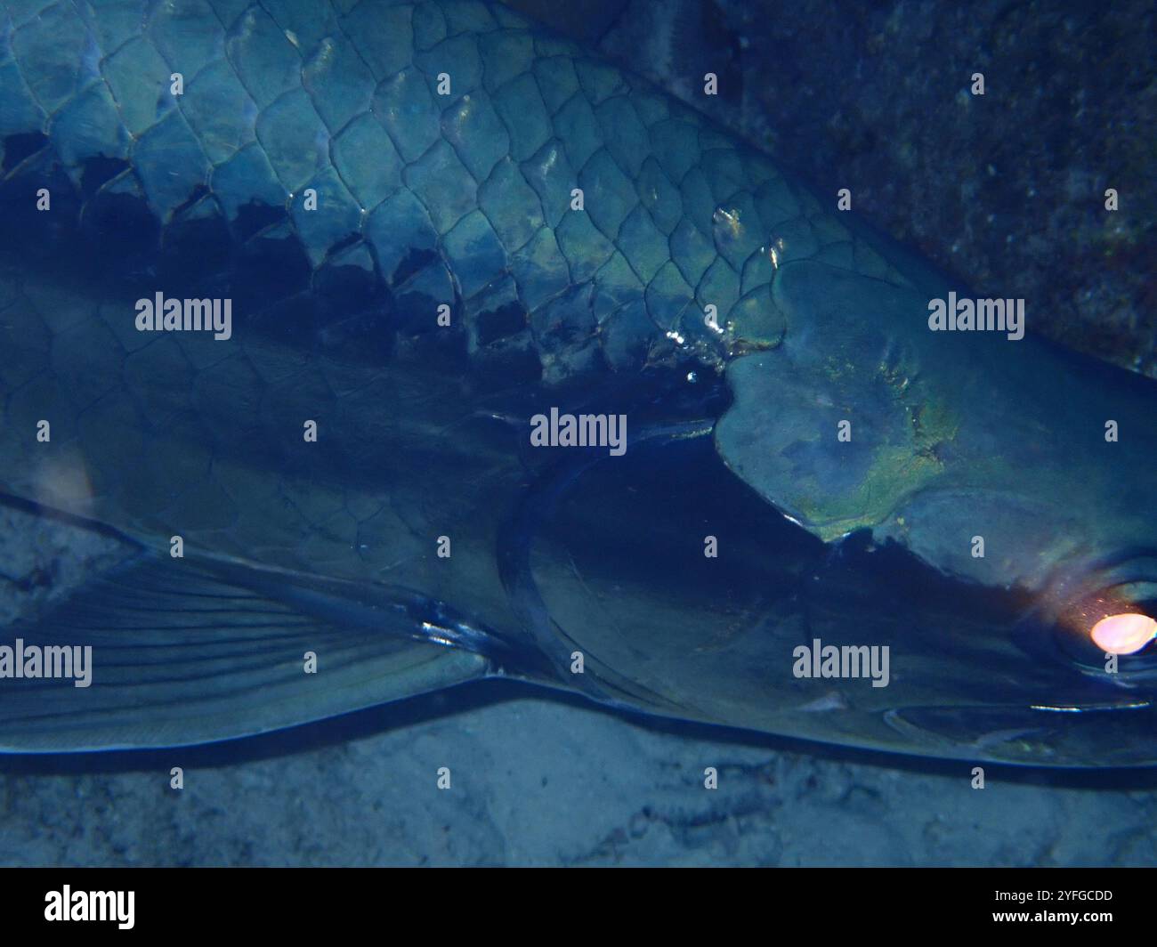 Atlantic Tarpon (Megalops atlanticus Stock Photo - Alamy