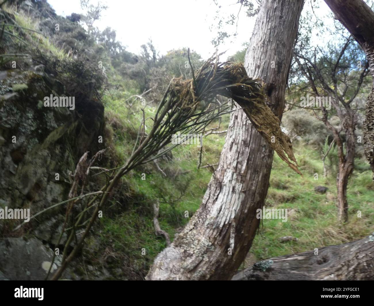 New Zealand common broom (Carmichaelia australis Stock Photo - Alamy