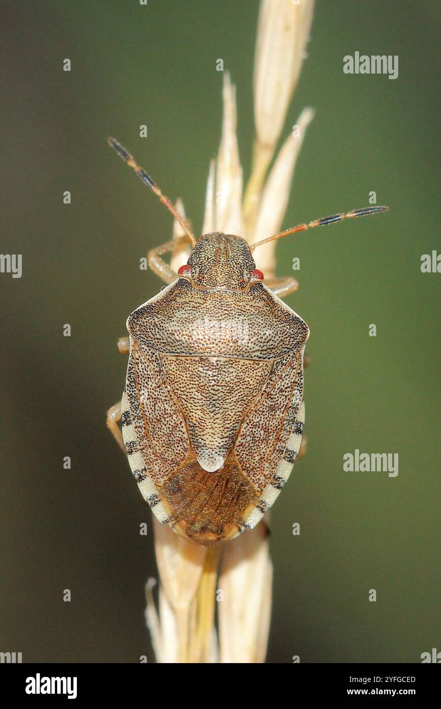 Peribalus strictus hi-res stock photography and images - Alamy