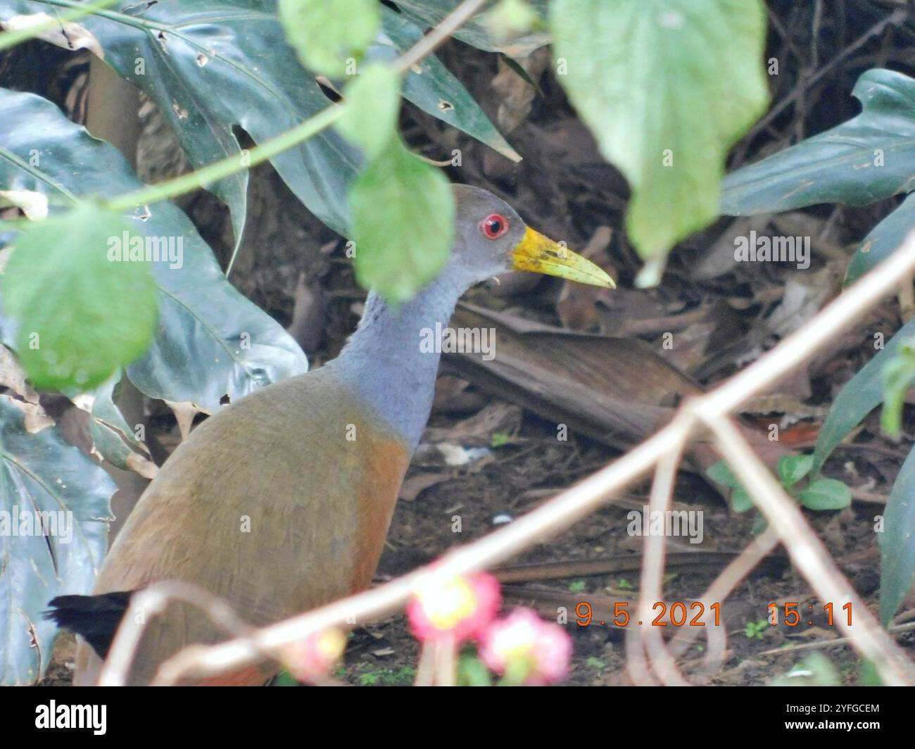 Gray-cowled Wood-Rail (Aramides cajaneus Stock Photo - Alamy