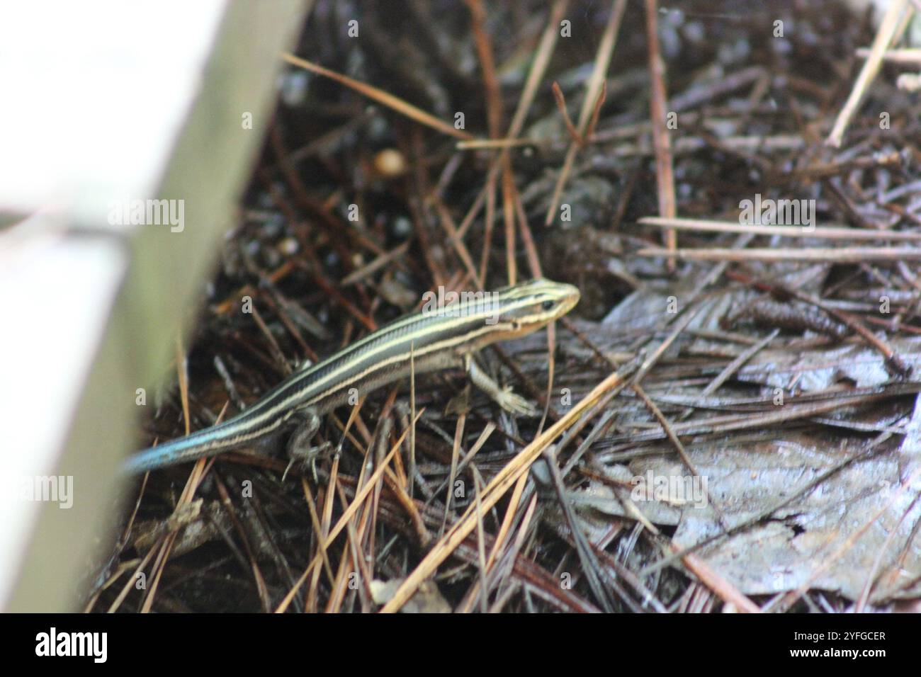 Toothy Skinks (Plestiodon Stock Photo - Alamy