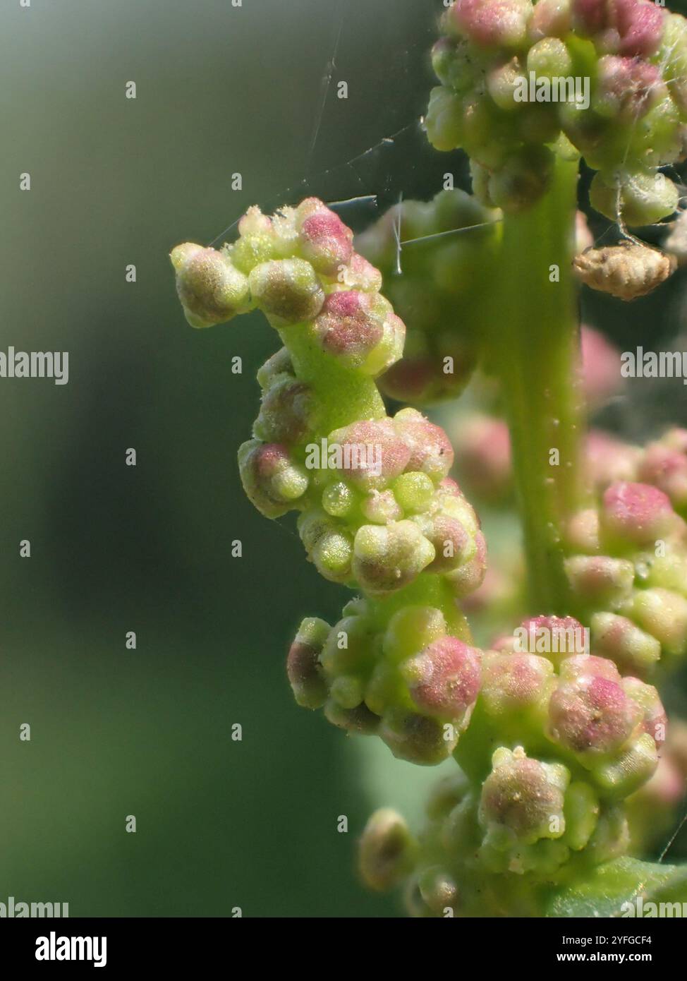oak-leaved goosefoot (Oxybasis glauca Stock Photo - Alamy