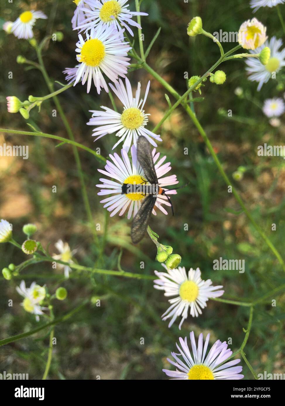 Grapeleaf Skeletonizer Moth (Harrisina americana Stock Photo - Alamy