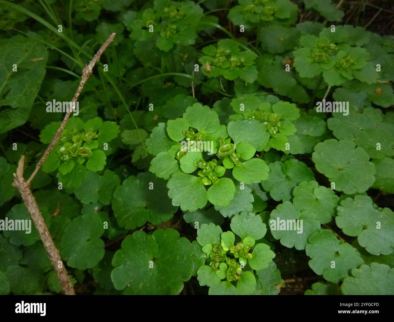 Alternate-leaved Golden Saxifrage (Chrysosplenium alternifolium Stock ...
