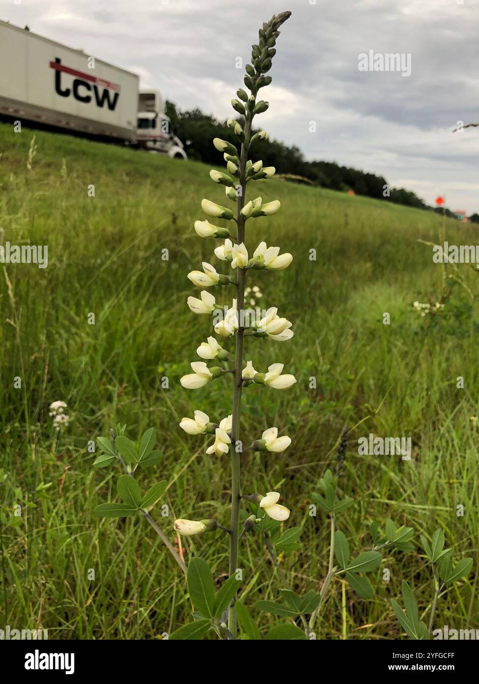 thin-pod white wild indigo (Baptisia alba macrophylla Stock Photo - Alamy