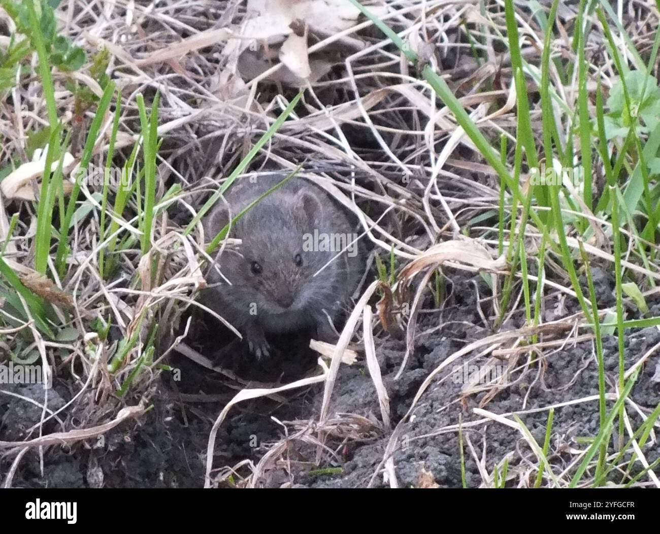 Meadow Voles (Microtus Stock Photo - Alamy