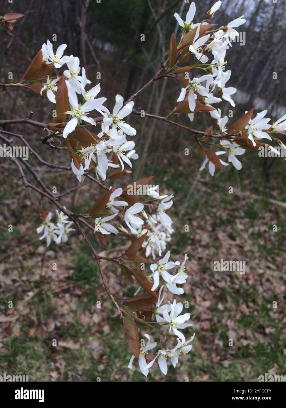 smooth shadbush (Amelanchier laevis Stock Photo - Alamy