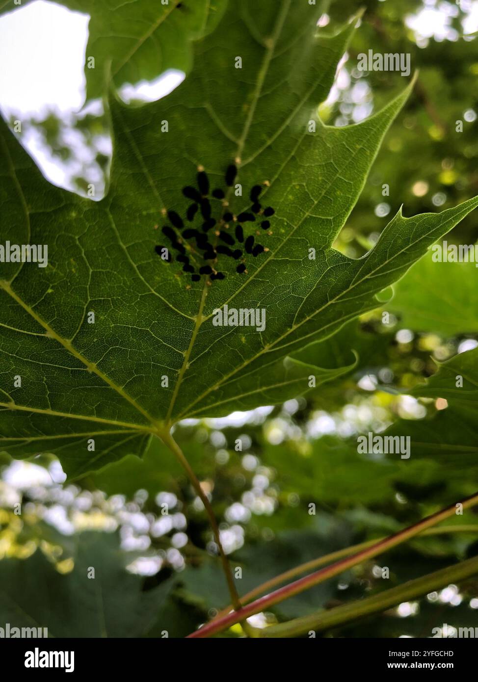 Gall and Rust Mites (Eriophyidae Stock Photo - Alamy